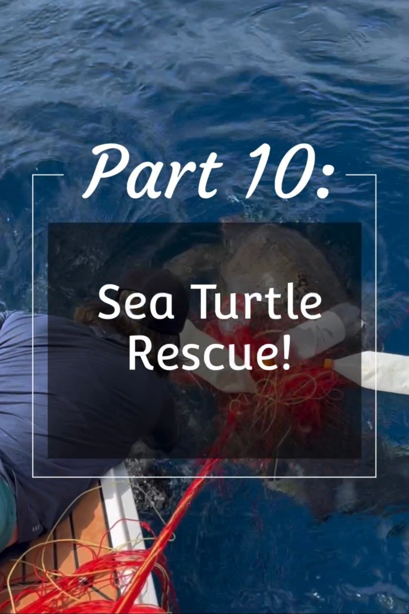 Sea turtles rescued! – Meet the Millers